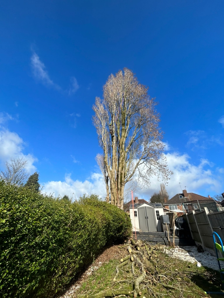 Tree Felling in Hallgreen | J And Sons Tree And Landscaping 🌳