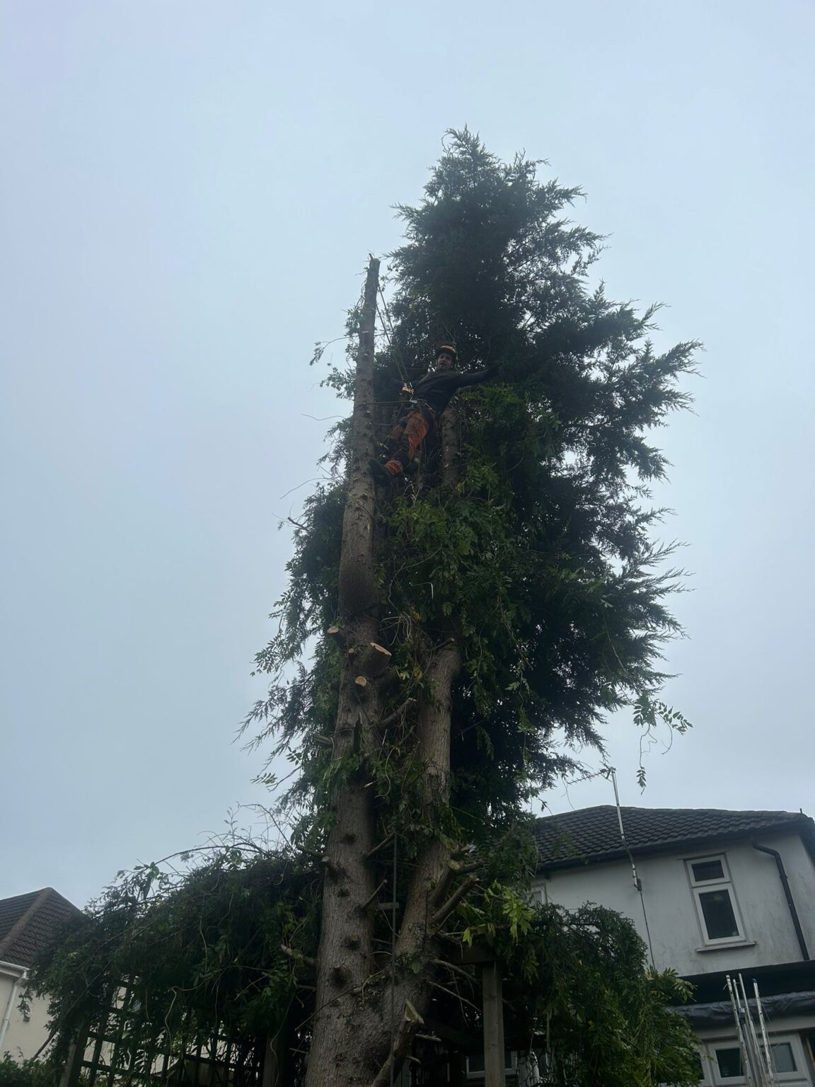 Conifer Tree Removal Hall Green | Professional Tree Surgery🌳